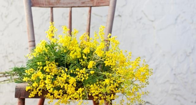 8 Mart Sembolü: Mimoza Çiçeği | Bloom and Fresh